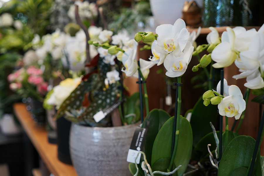 TRES UTILE ! - Pomme de pin